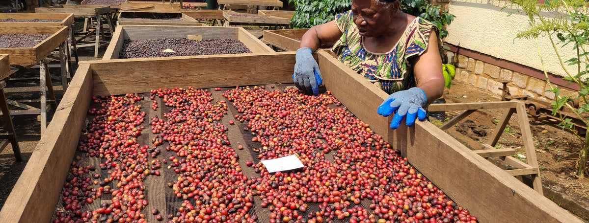 Cameroon Boyo™ Coffee – African Grown Coffee